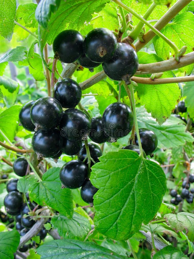 Black Currant Twig on the Bush Stock Photo - Image of blackt, bush ...