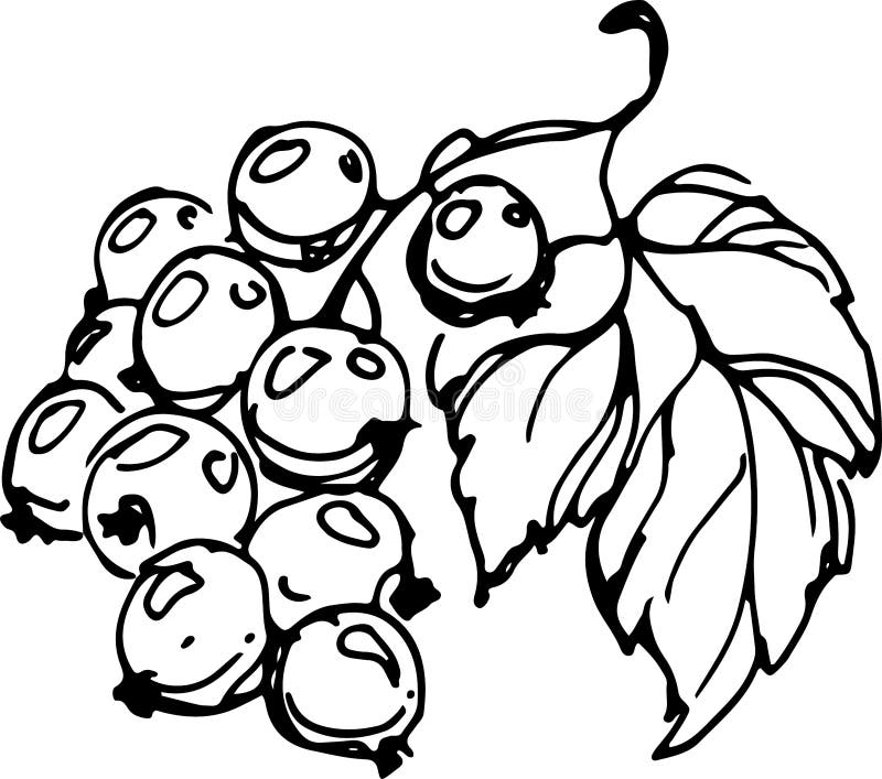 Black Currant. Vector Illustration Stock Vector - Illustration of ...