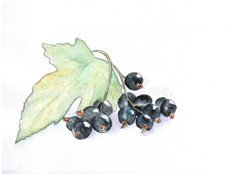 Black currant stock illustration. Illustration of fresh - 46523173