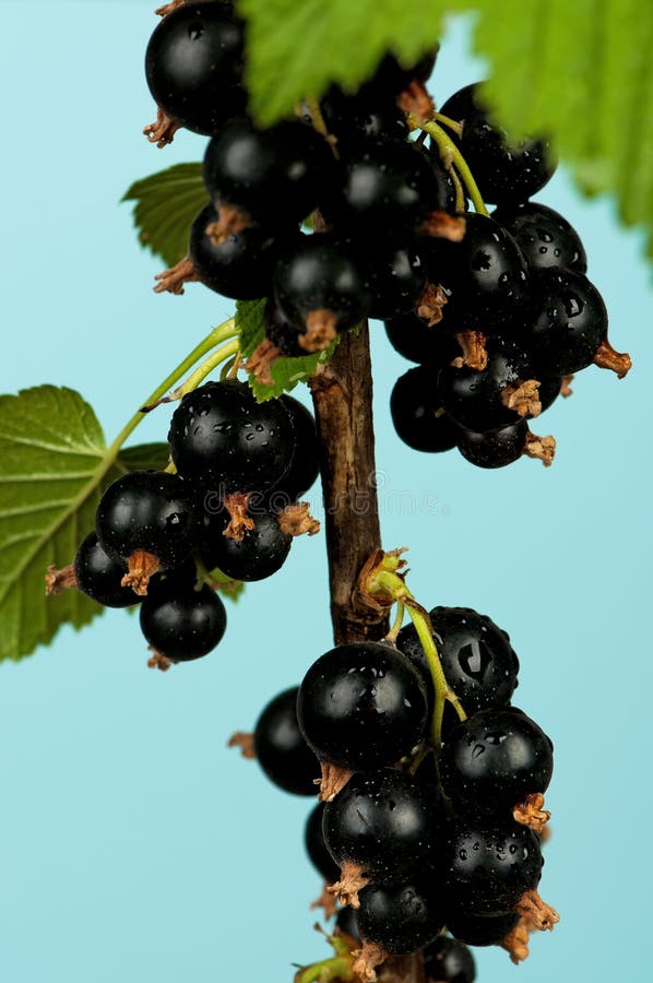 Black currant stock photo. Image of eating, fresh, background - 27418138