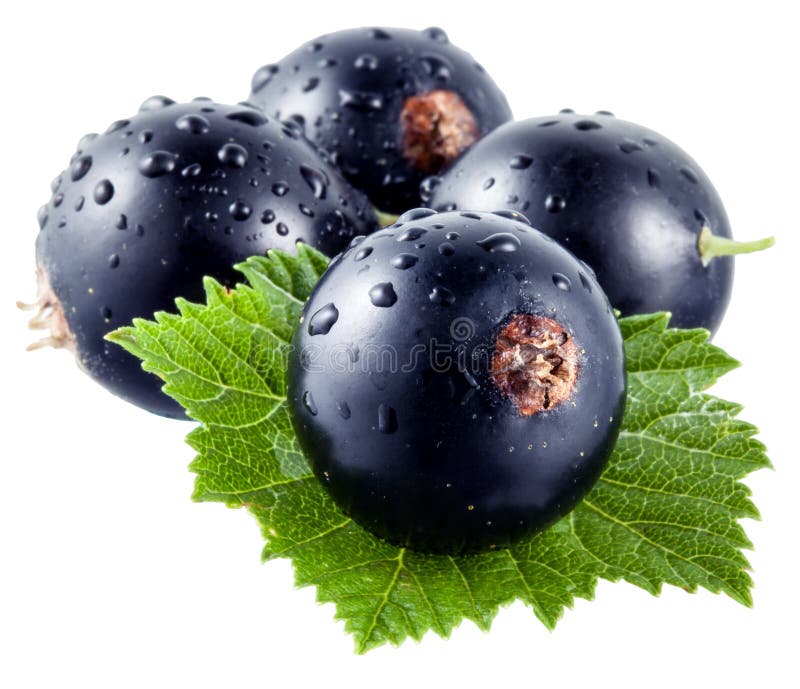 Black currant. Wet fruits stock photo. Image of diet - 34838262