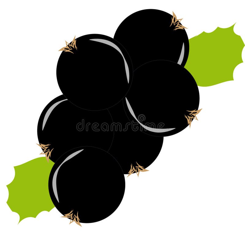 Black Currants White Stock Illustrations – 425 Black Currants White ...