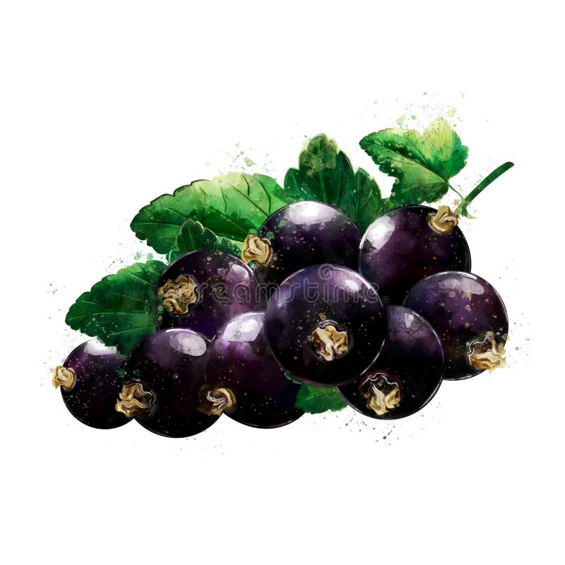 Black Currant on White Background. Watercolor Illustration Stock ...