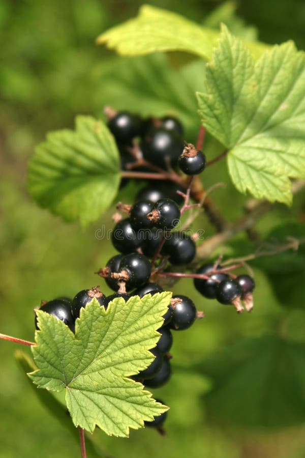 Red currants in the garden stock photo. Image of freshness - 27638522