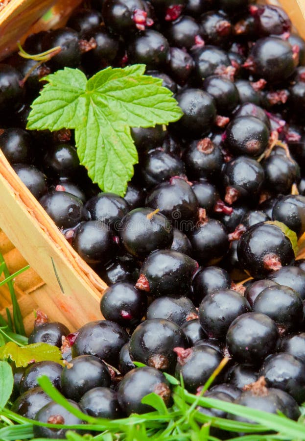 Black currants . stock image. Image of fruit, background - 34544035