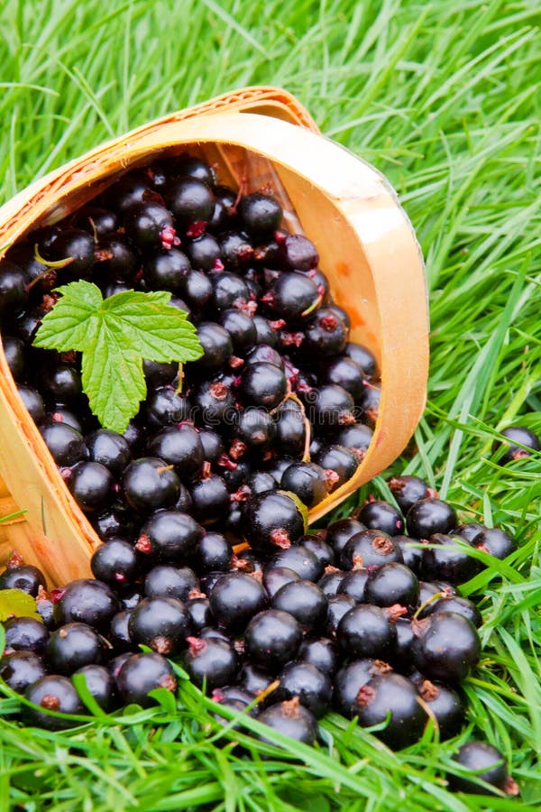 Black currants . stock photo. Image of green, yellow - 34543852