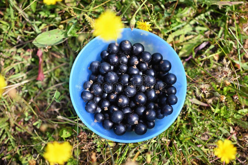 Black Currants in Blue Bowl on Grass Stock Photo - Image of currant ...