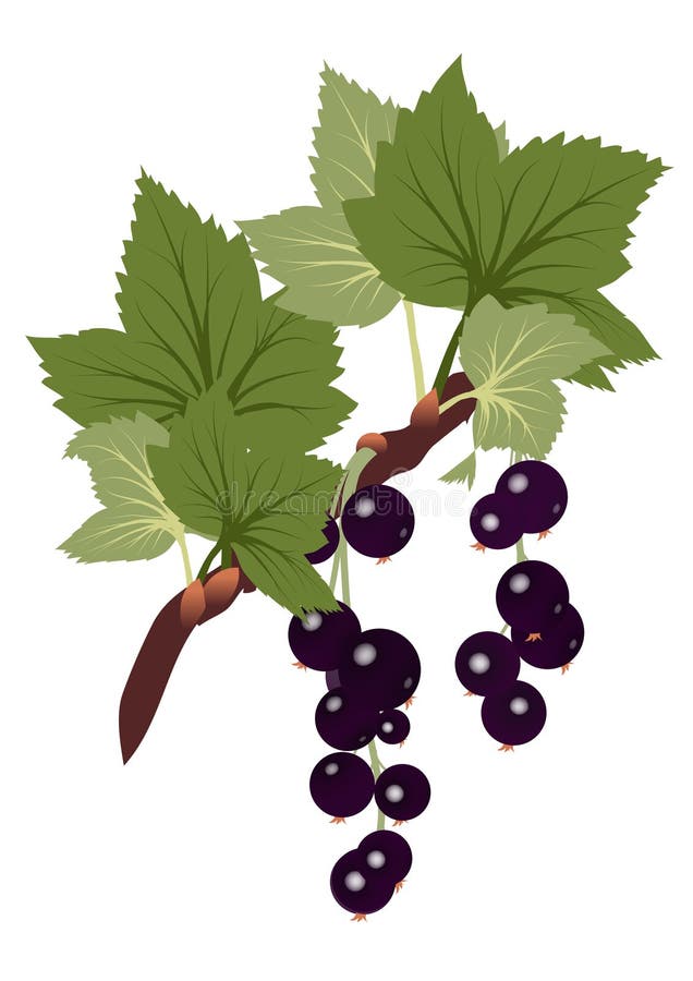 Black Currants Branch with Leaves on Transparent B Stock Illustration ...