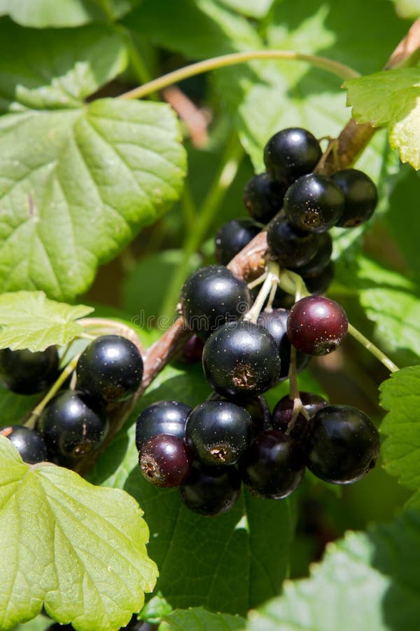 Black currants stock photo. Image of sweet, black, leaves - 95349714