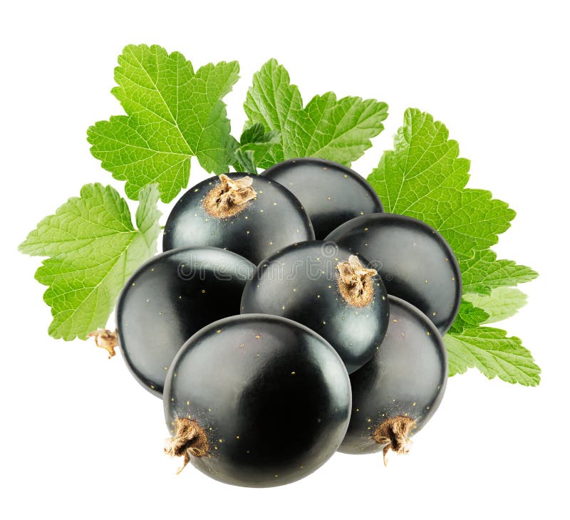 Red and Black Currants with Leaves Isolated on the White Background ...