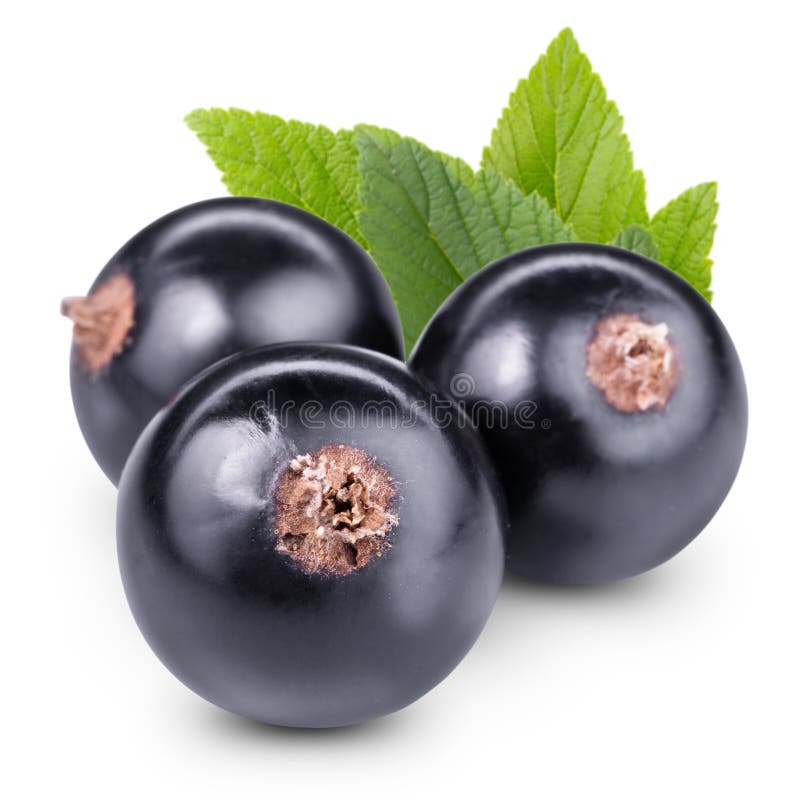 Black currants stock image. Image of berry, berrys, element - 22946629