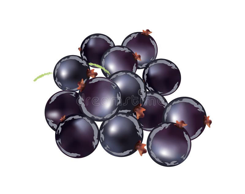 Black currants isolated stock vector. Illustration of healthy - 94533942