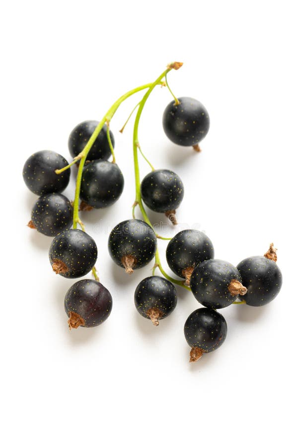 Black Currants with Leaves Isolated on White Background with Clipping ...