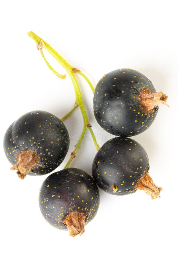 Black Currants with Leaves Isolated on White Background with Clipping ...