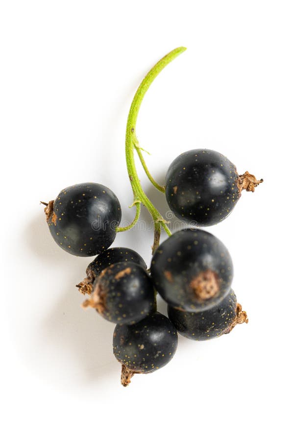 Black Currants with Leaves Isolated on White Background with Clipping ...