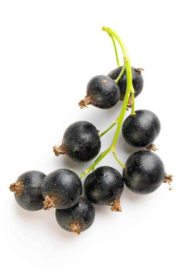 Black Currants with Leaves Isolated on White Background with Clipping ...