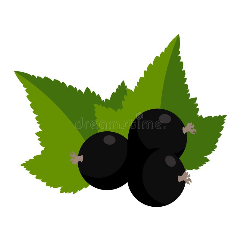 Black Currants White Stock Illustrations – 612 Black Currants White ...