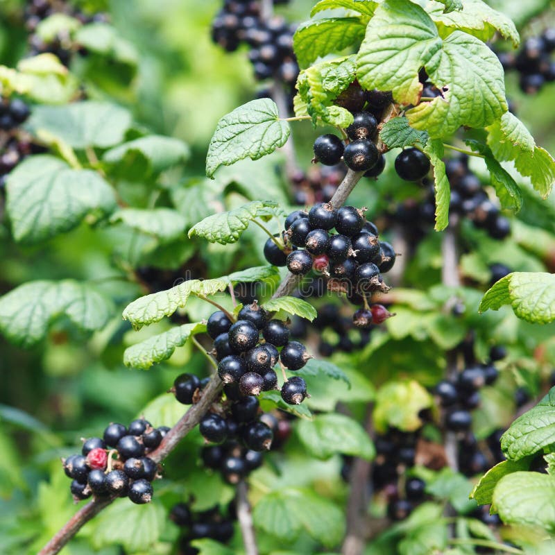 Red currants stock photo. Image of fruit, berry, dessert - 32250644