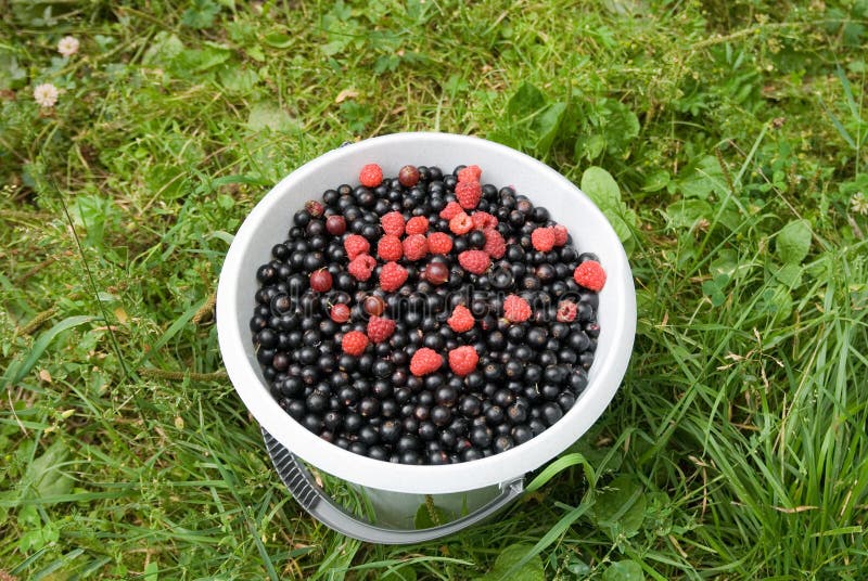 Black Currants and Raspberries in the Bucket Stock Image - Image of ...