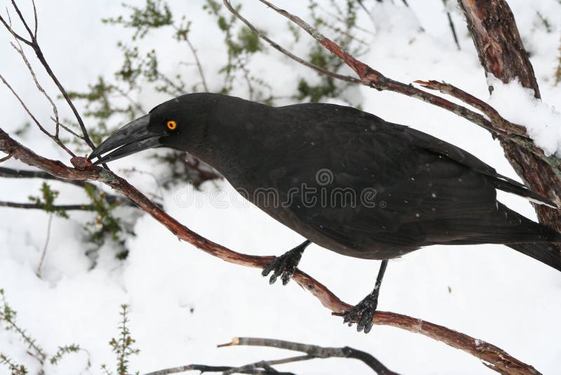 Black Currawong stock photo. Image of australia, dark - 1443122