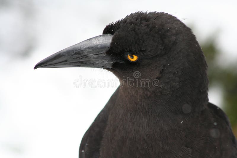 Black Currawong stock photo. Image of sharp, park, crow - 1446532