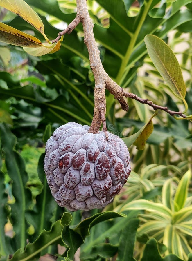 Black Custard Apple Growing on a Tree Stock Image - Image of eating ...