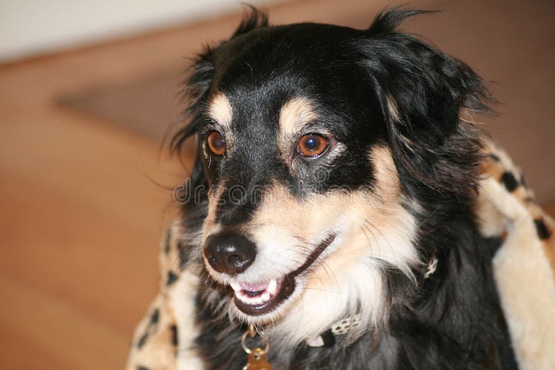 A black cute fluffy dog stock image. Image of cute, fluffy - 298973775