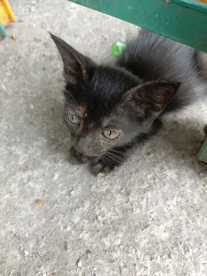A black cute kitten stock image. Image of mammal, kitten - 387021521