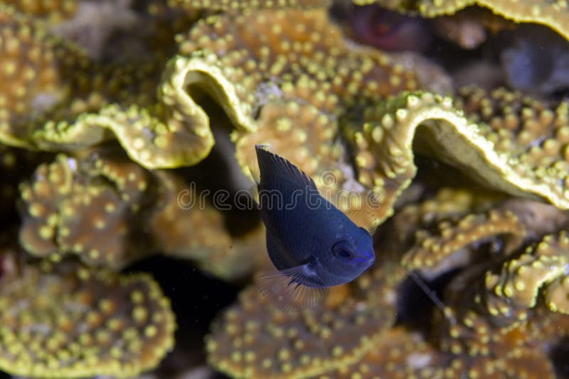 Black Damselfish (neoglyphidodon Melas) Stock Photo - Image of animal ...