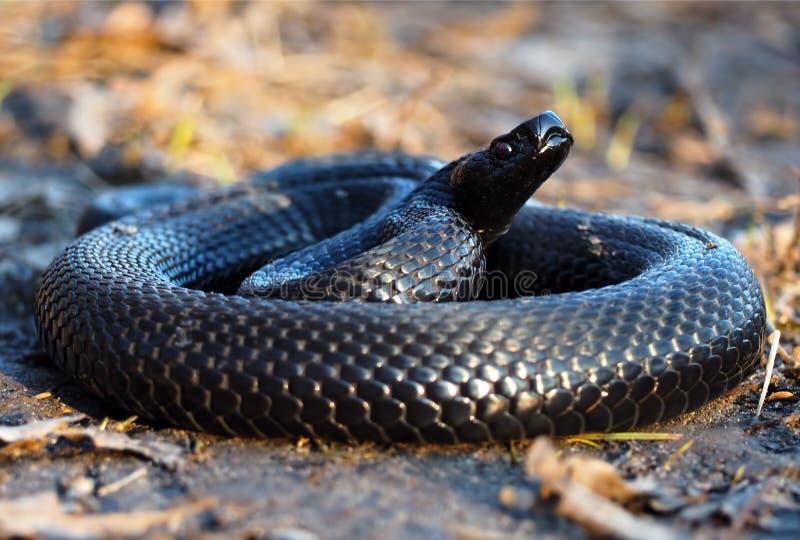 Black Dangerous Snake at Forest Curled Up in a Ball Stock Image - Image ...
