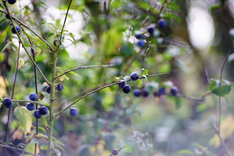 Black Dark Berry Berries Autumn Stock Image - Image of berry, delicious ...