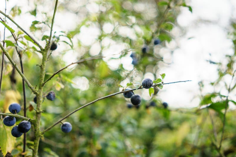 Black Dark Berry Berries Autumn Stock Image - Image of organic, blue ...