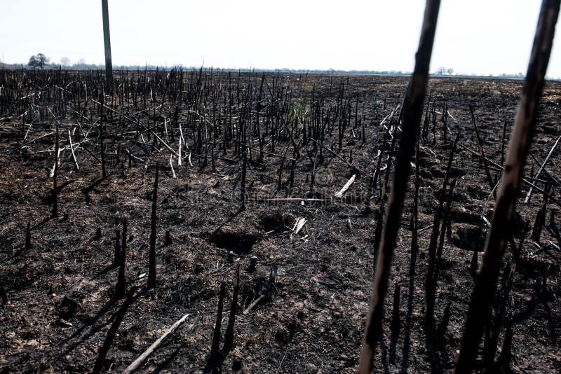 Black dead burned field stock photo. Image of dark, black - 141646672