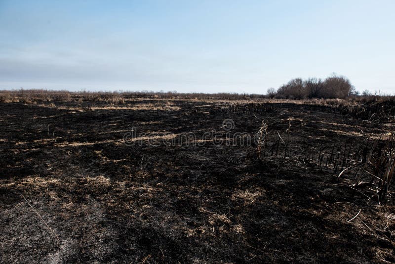 Black dead burned field stock image. Image of burnt - 141646725