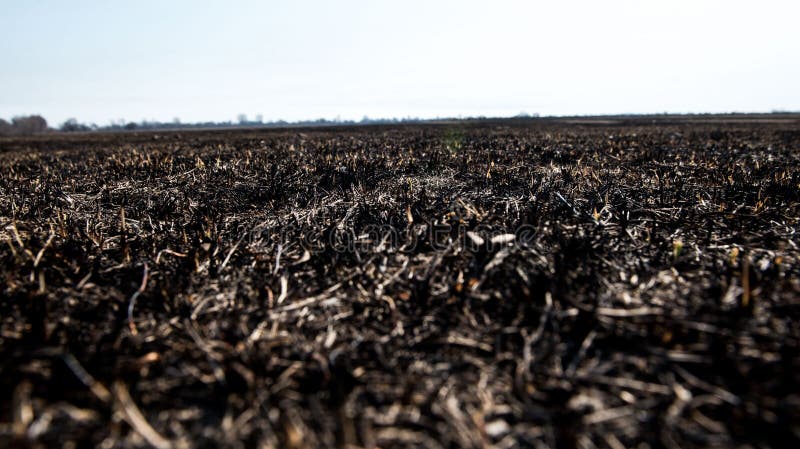 Black dead burned field stock image. Image of black - 141646559