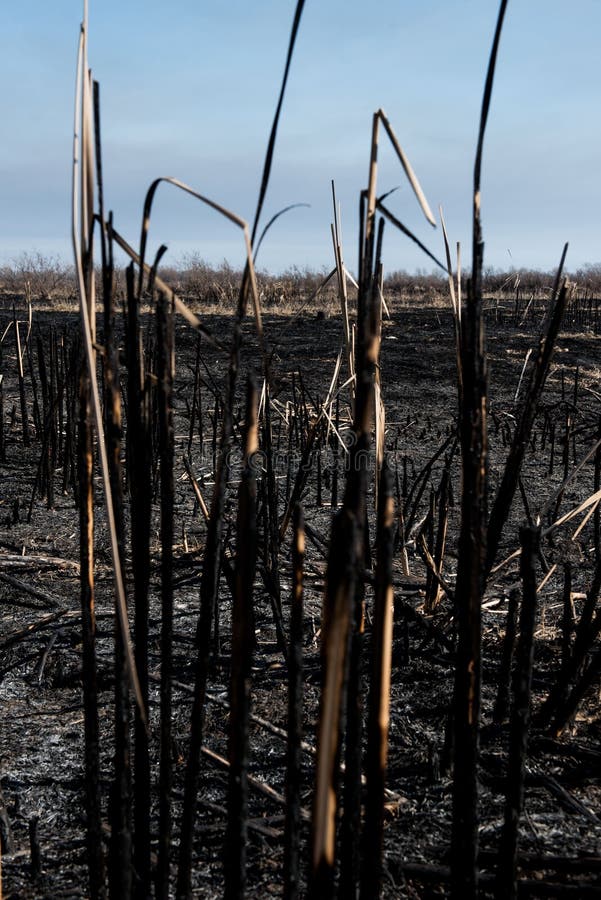 Black dead burned field stock image. Image of grass - 141646781