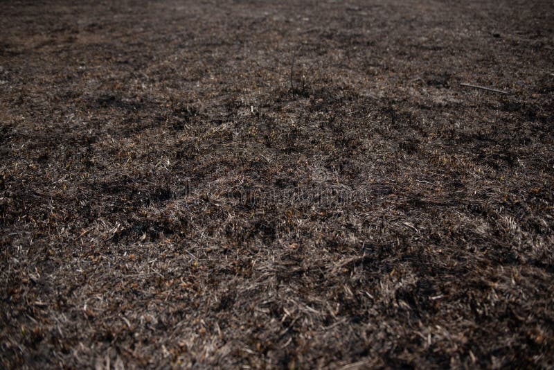 Black dead burned field stock image. Image of dead, ground - 141646511