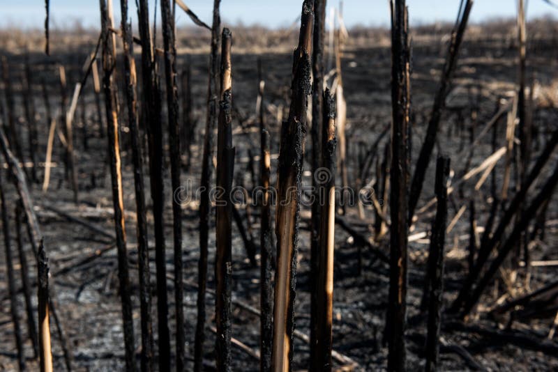 Black dead burned field stock image. Image of outdoors - 141646611