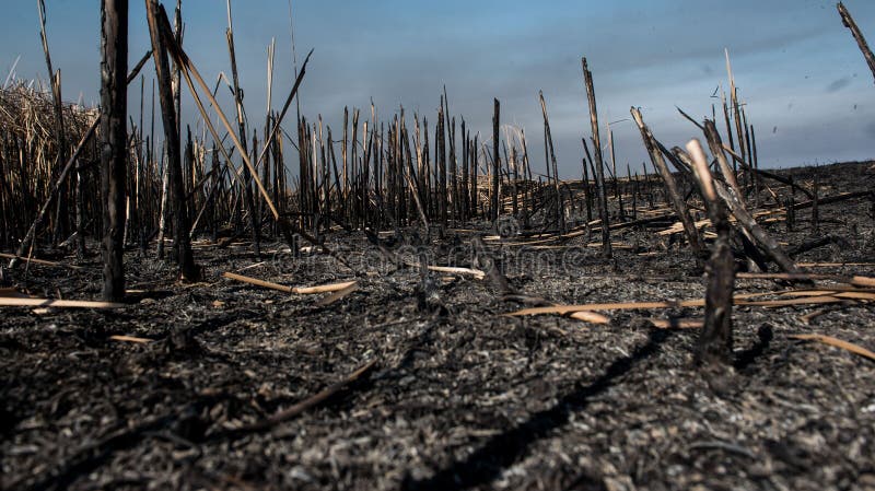 Black dead burned field stock photo. Image of burned - 141646738