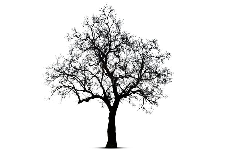 Black dead tree branches stock photo. Image of background - 232412230