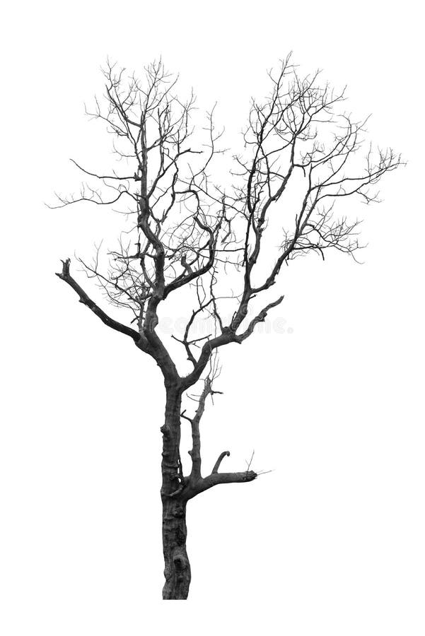 Black dead tree branches stock photo. Image of background - 232412230