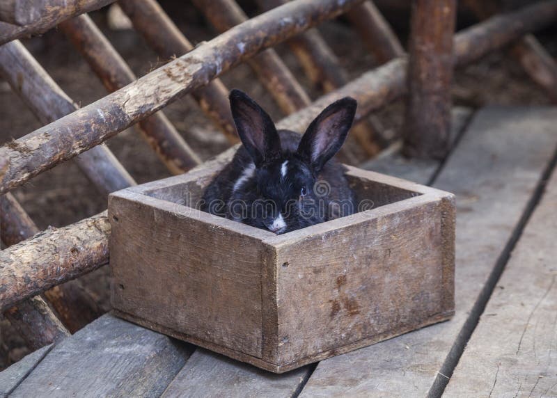 Decorative pet rabbit stock photo. Image of carotene - 65369298