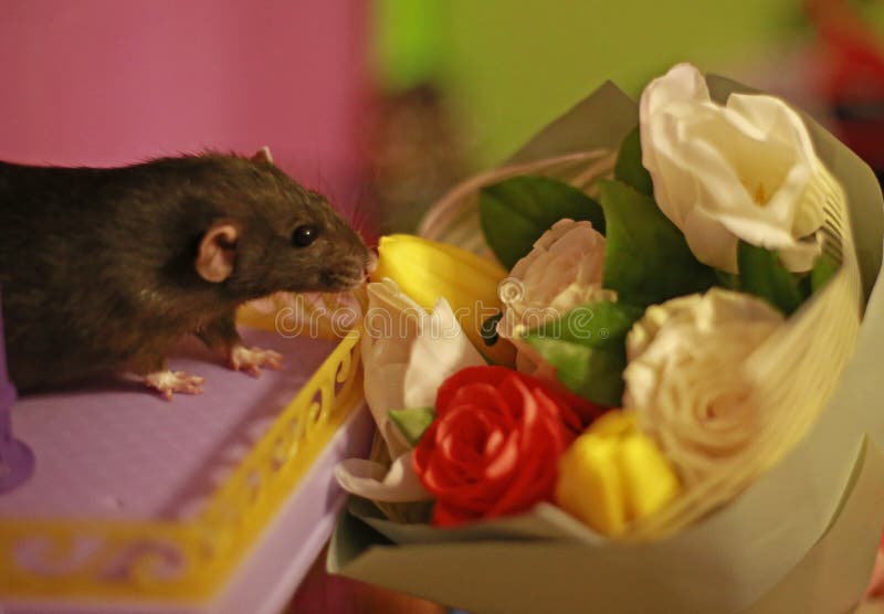 Black Decorative Rat and a Bouquet of Spring Flowers Stock Image ...