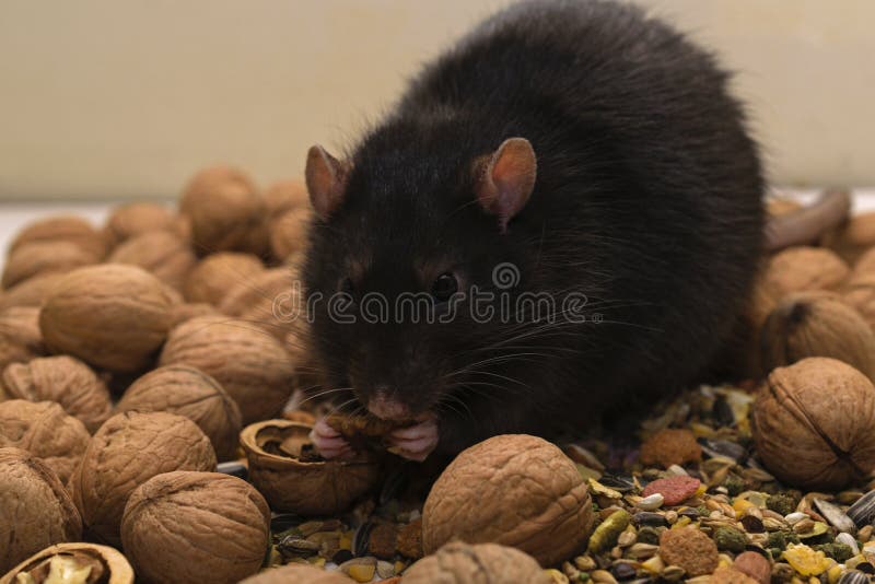 Black Decorative Rat with Walnuts. Stock Photo - Image of mammal ...