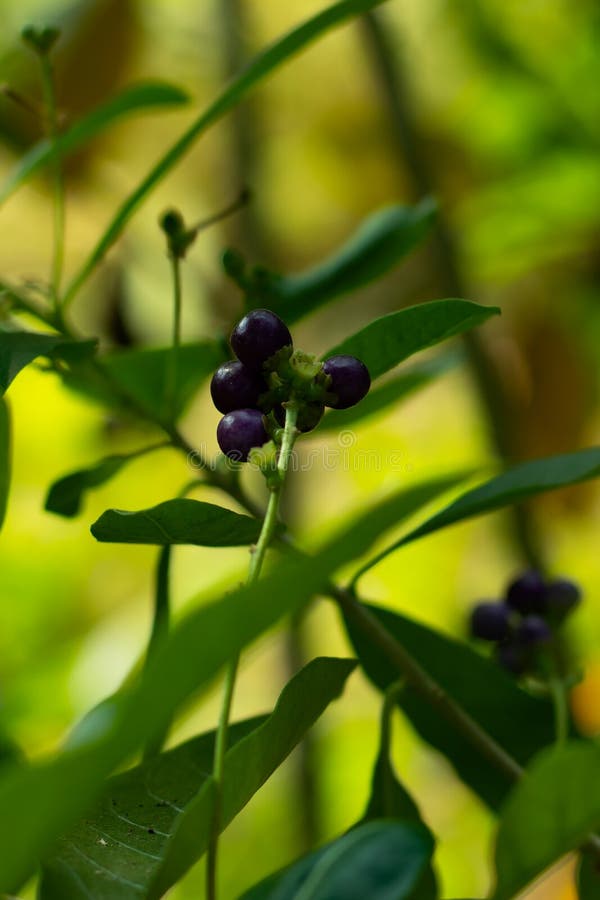 The Black and Deep Purple Wild Cherry Stock Photo - Image of sweet ...
