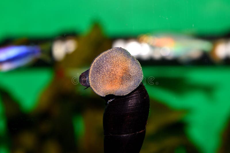 Black devil snail stock photo. Image of insect, produce - 374741622