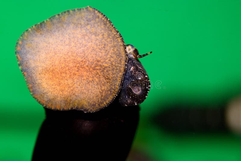 Black devil snail stock photo. Image of arthropod, leaf - 374741926