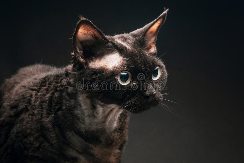 410 Black Devon Rex Cat Stock Photos - Free & Royalty-Free Stock Photos ...