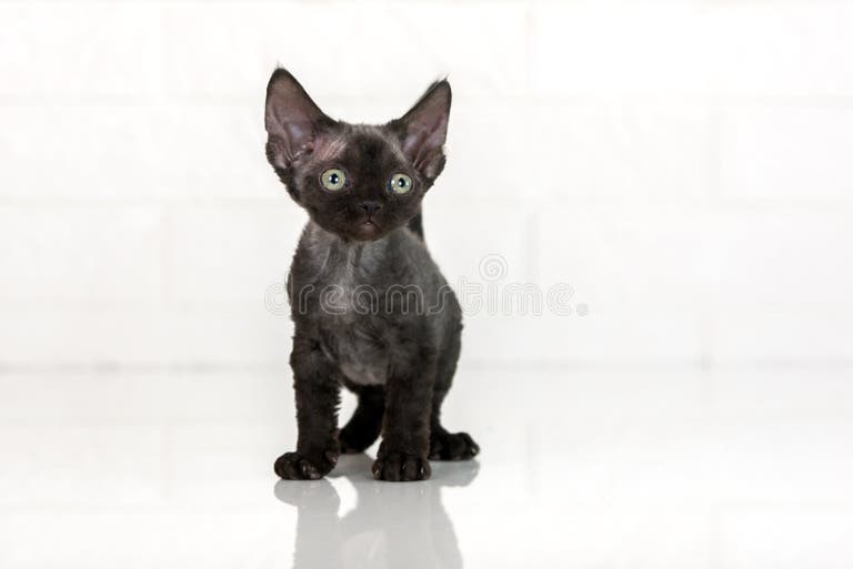 Black devon rex kitten stock image. Image of baby, devon - 69251363