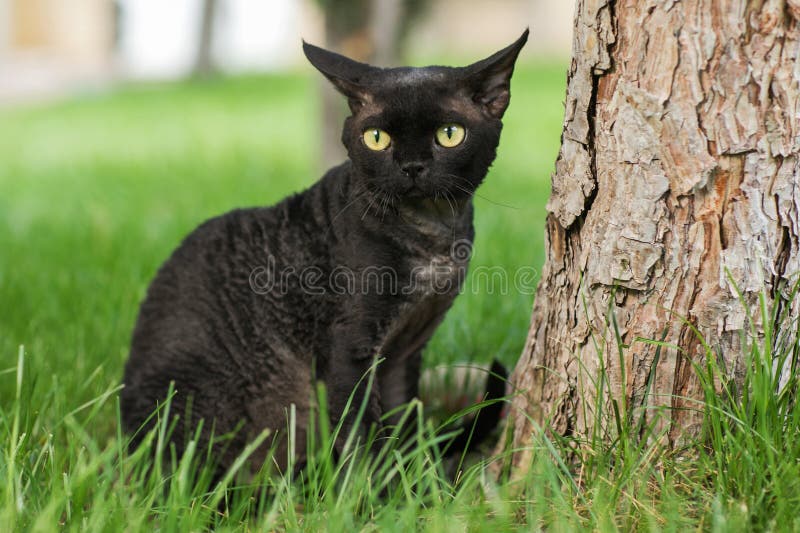 476 Black Devon Rex Stock Photos - Free & Royalty-Free Stock Photos ...